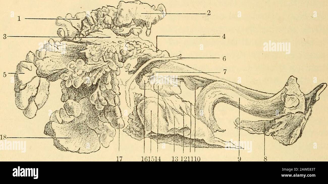 Mastoid air cells hi-res stock photography and images - Alamy