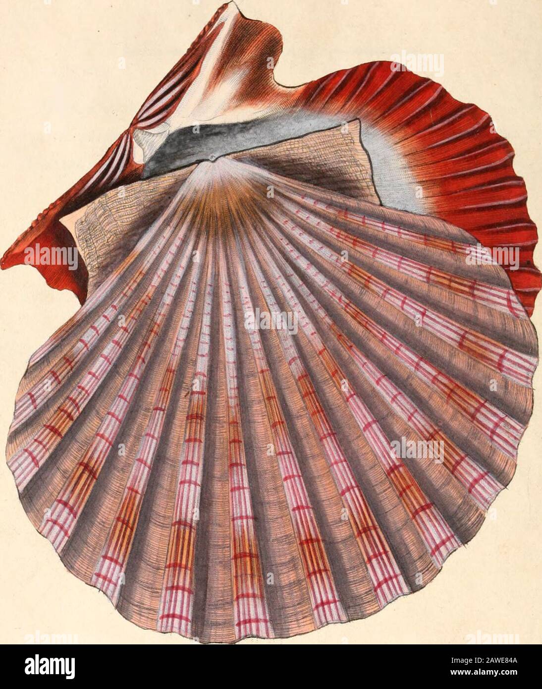 E rufescens hi-res stock photography and images - Alamy