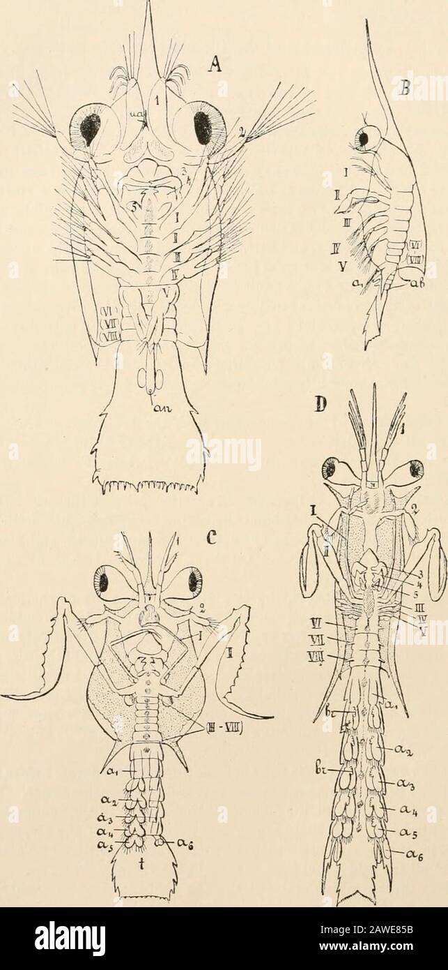 Text-book of comparative anatomy . ber of limbs of the adult animal is ...