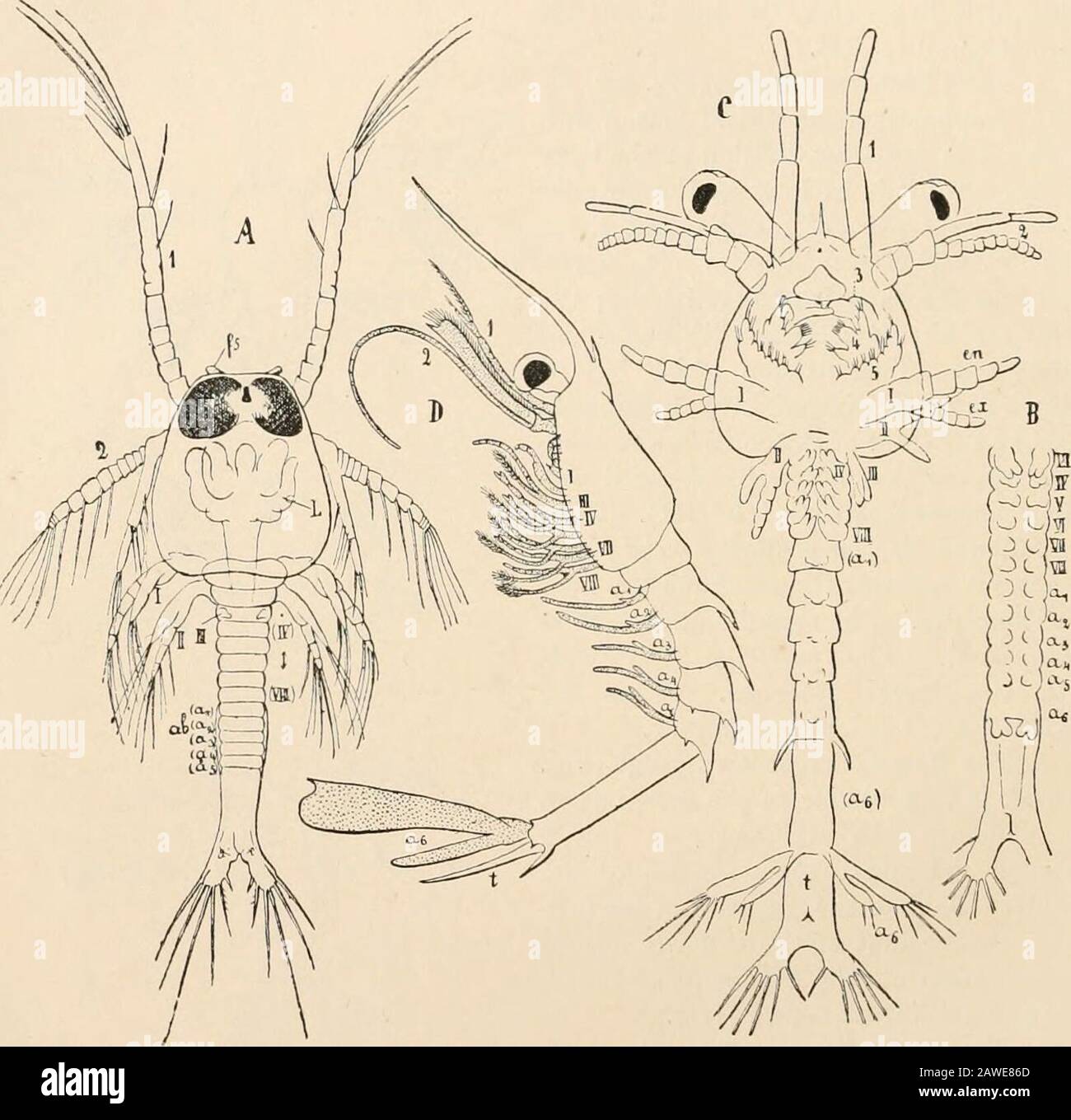 Text-book of comparative anatomy . .— This is so called because all ...