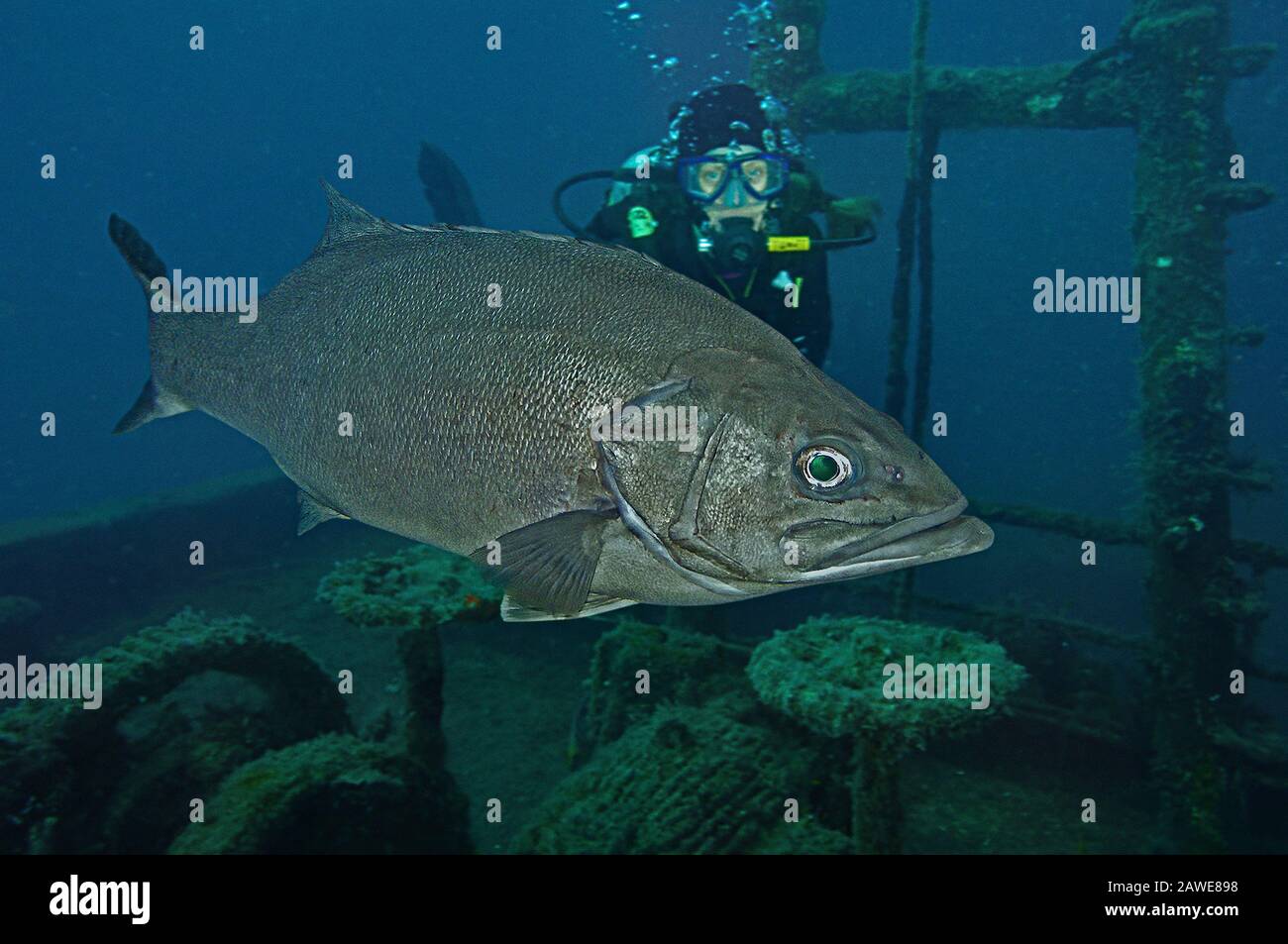 Underwater Shipwrecks High Resolution Stock Photography and Images - Alamy