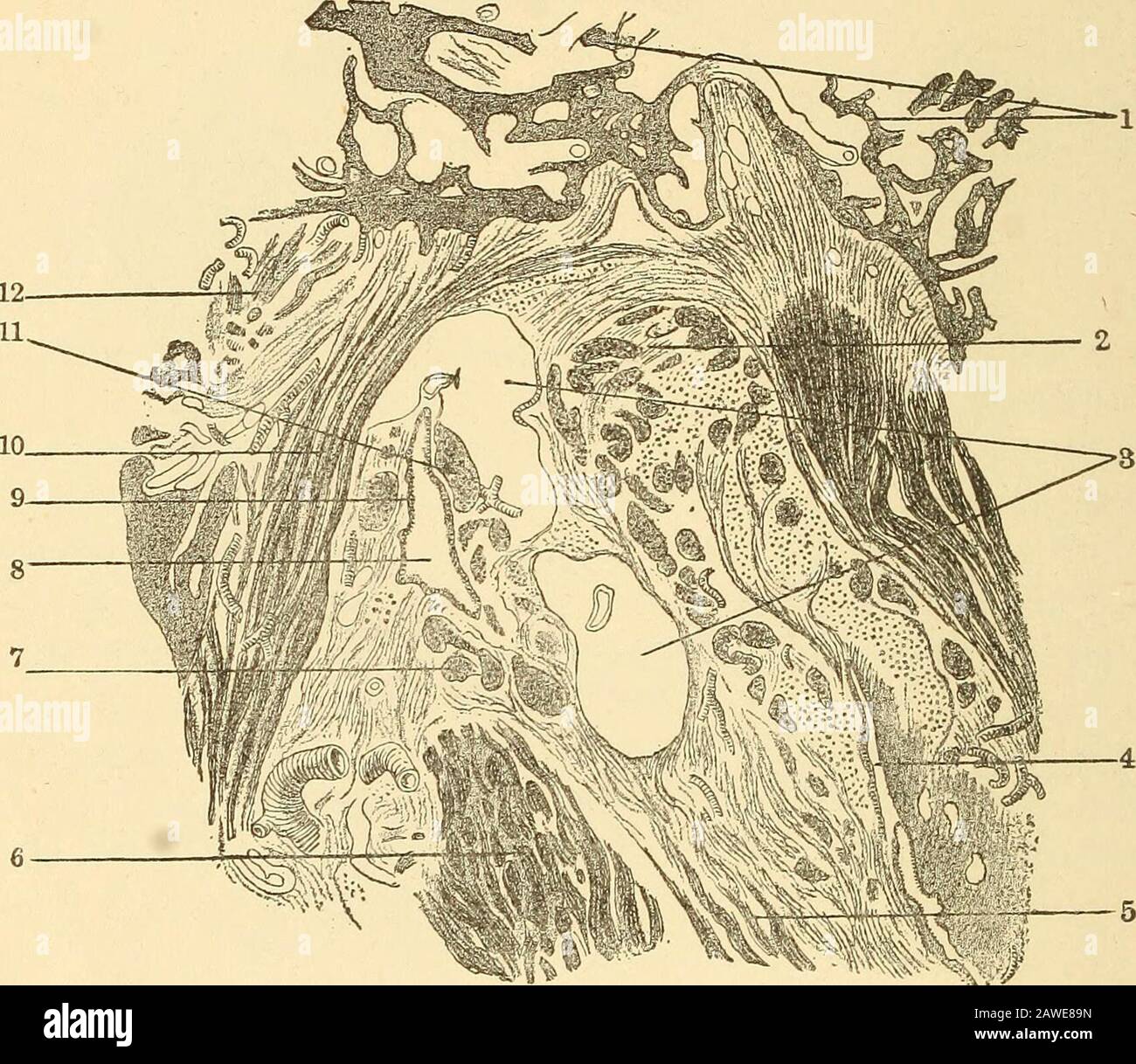 Ear pressure equalization hi-res stock photography and images - Alamy