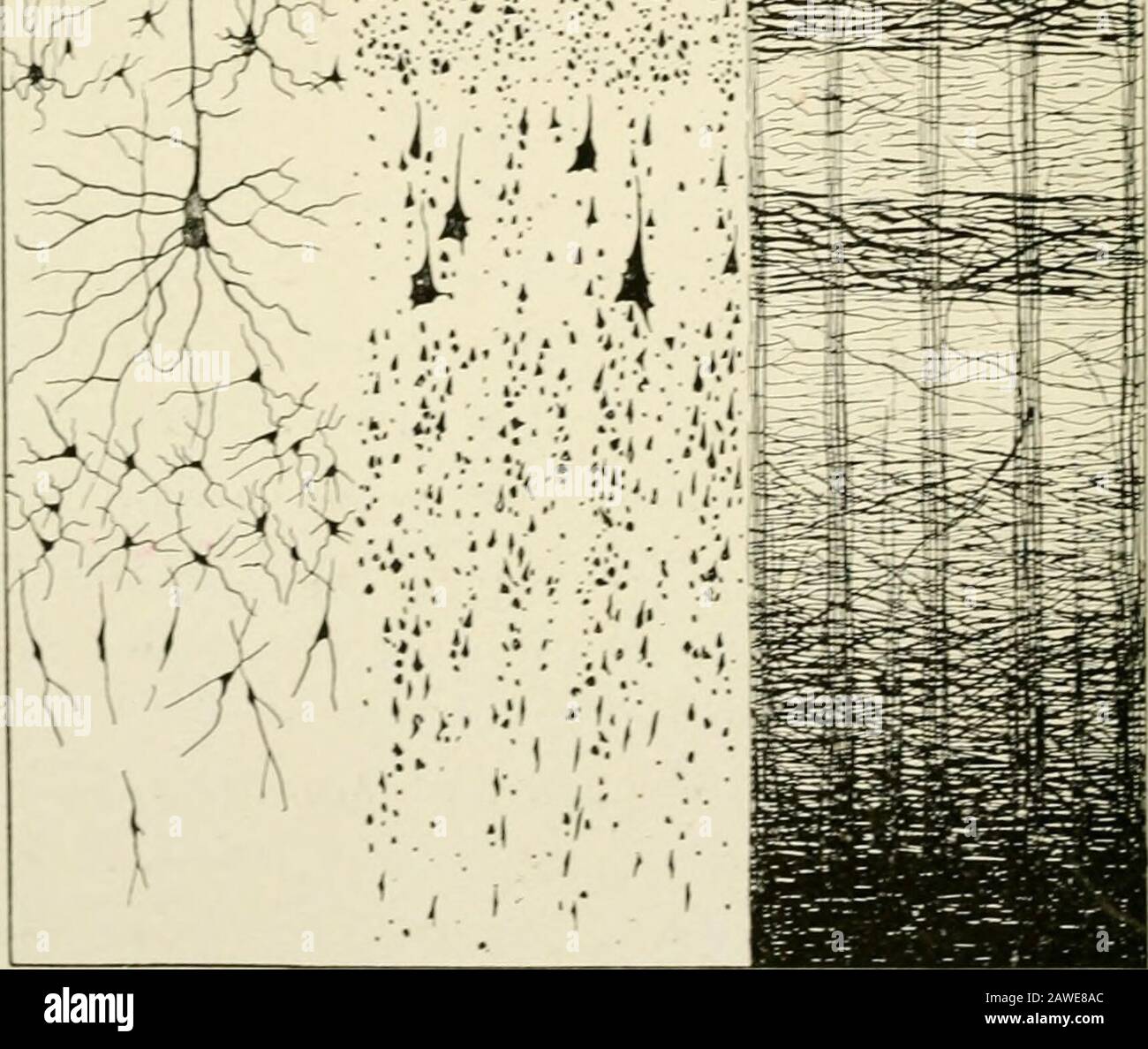 Cerebral Cortex Layers