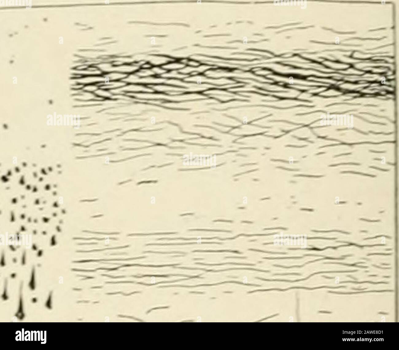 The anatomy of the nervous system, from the standpoint of development ...