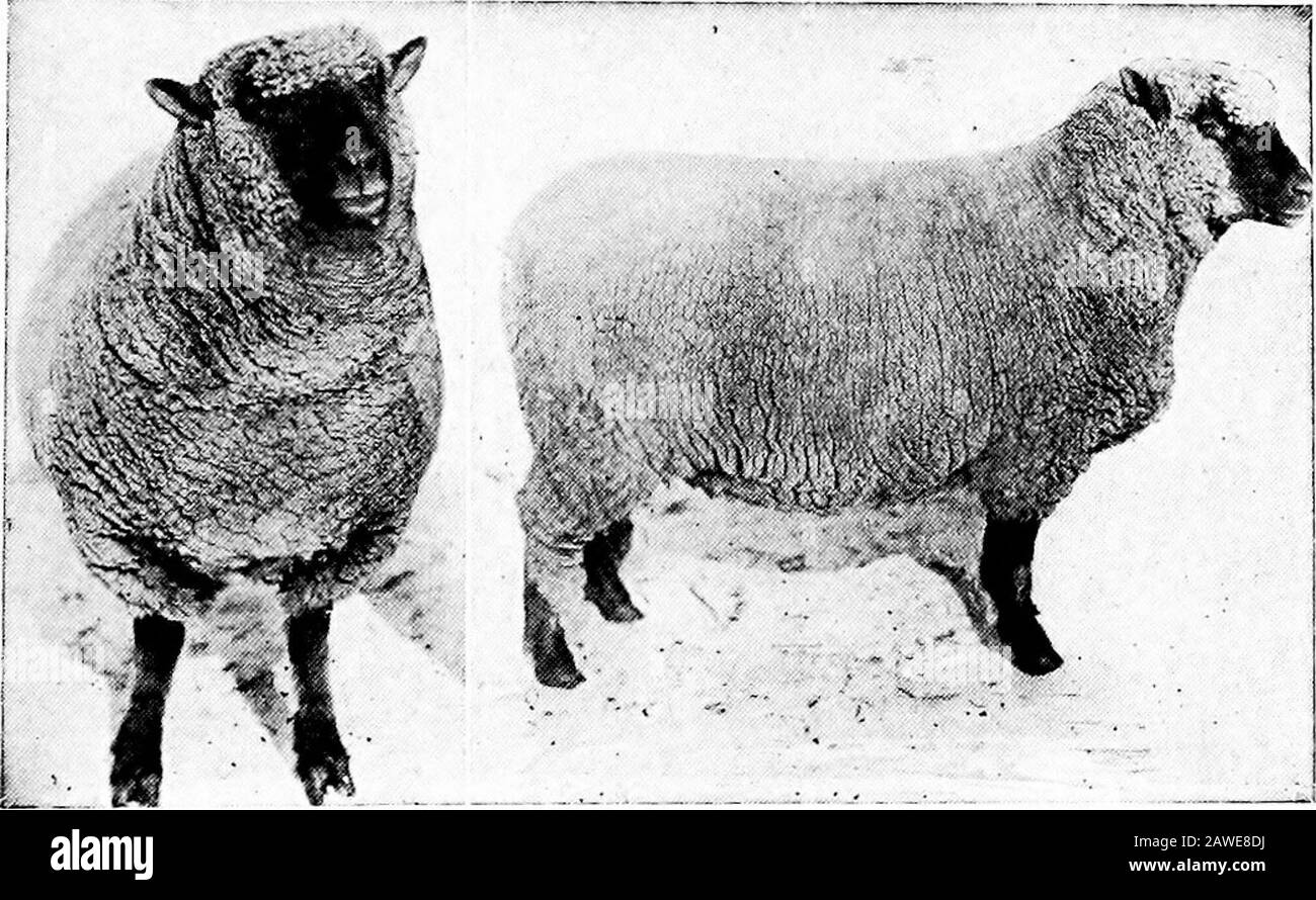 Cheviots Black and White Stock Photos & Images - Alamy