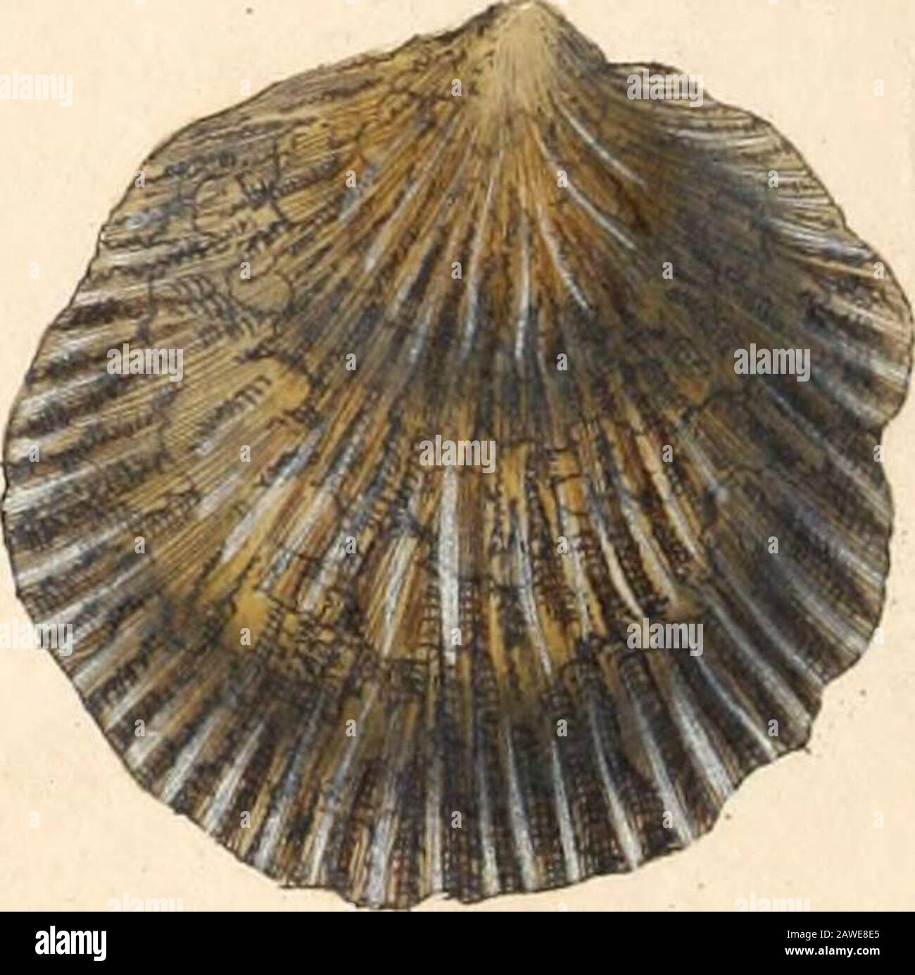 The natural history of British shells, including figures and ...