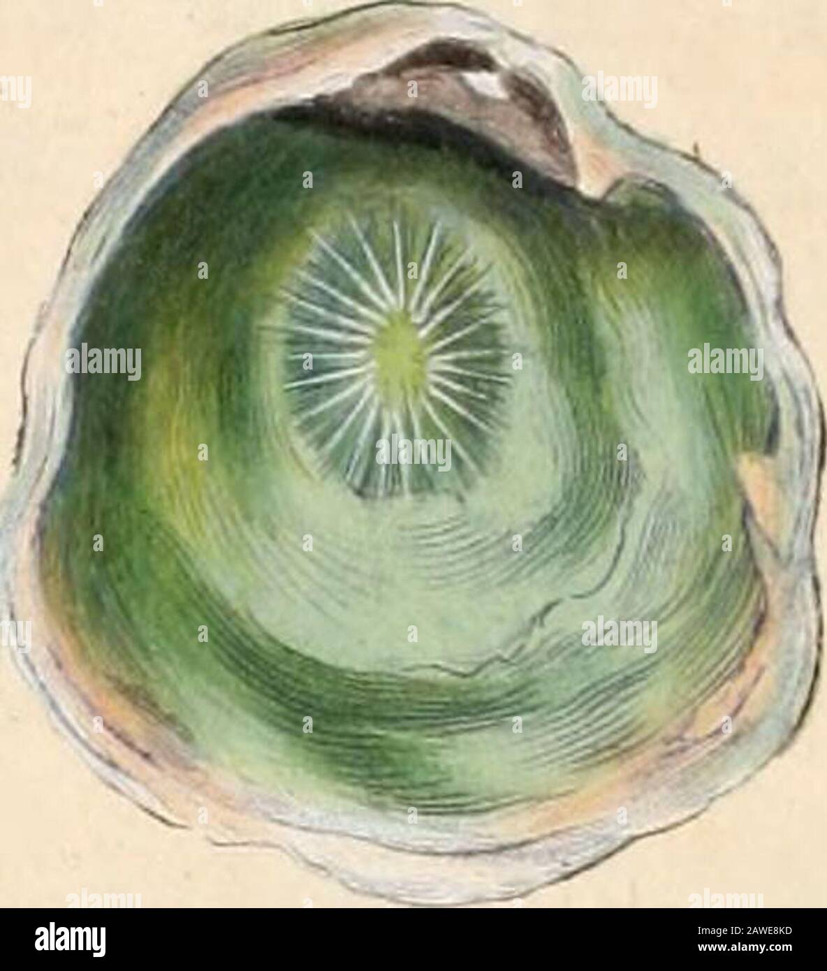 The natural history of British shells, including figures and ...