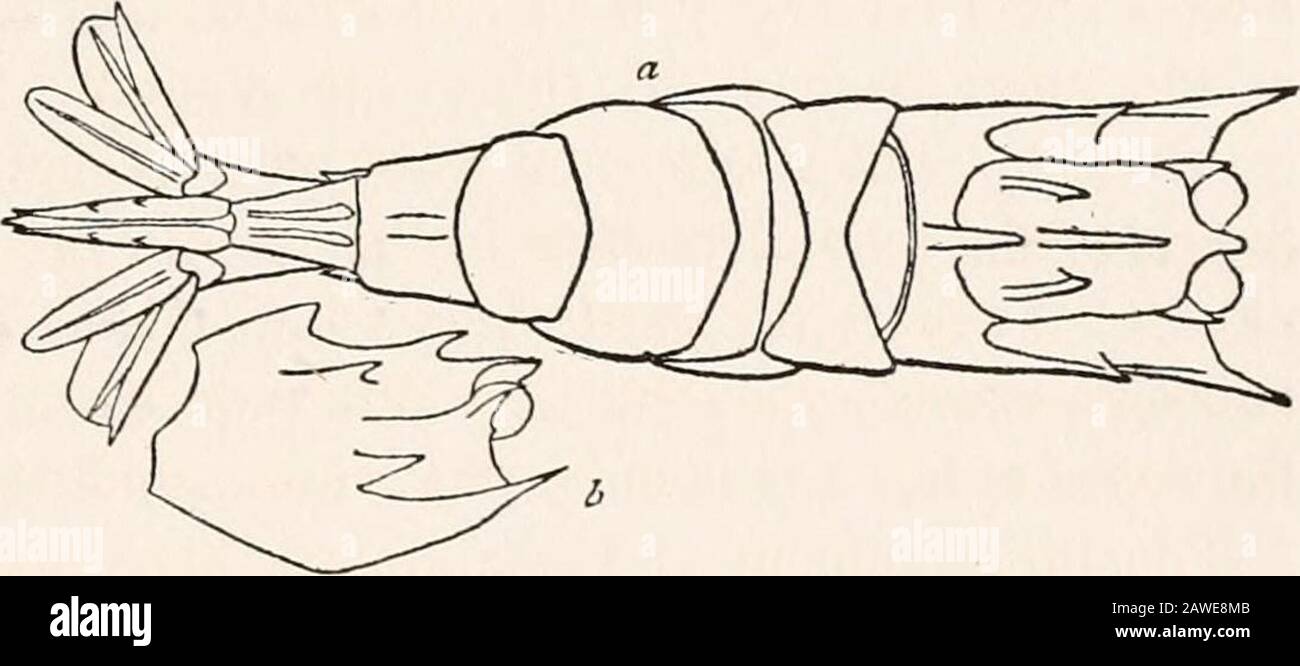 Harriman Alaska series . -tance from the first. Firstlateral carina ...
