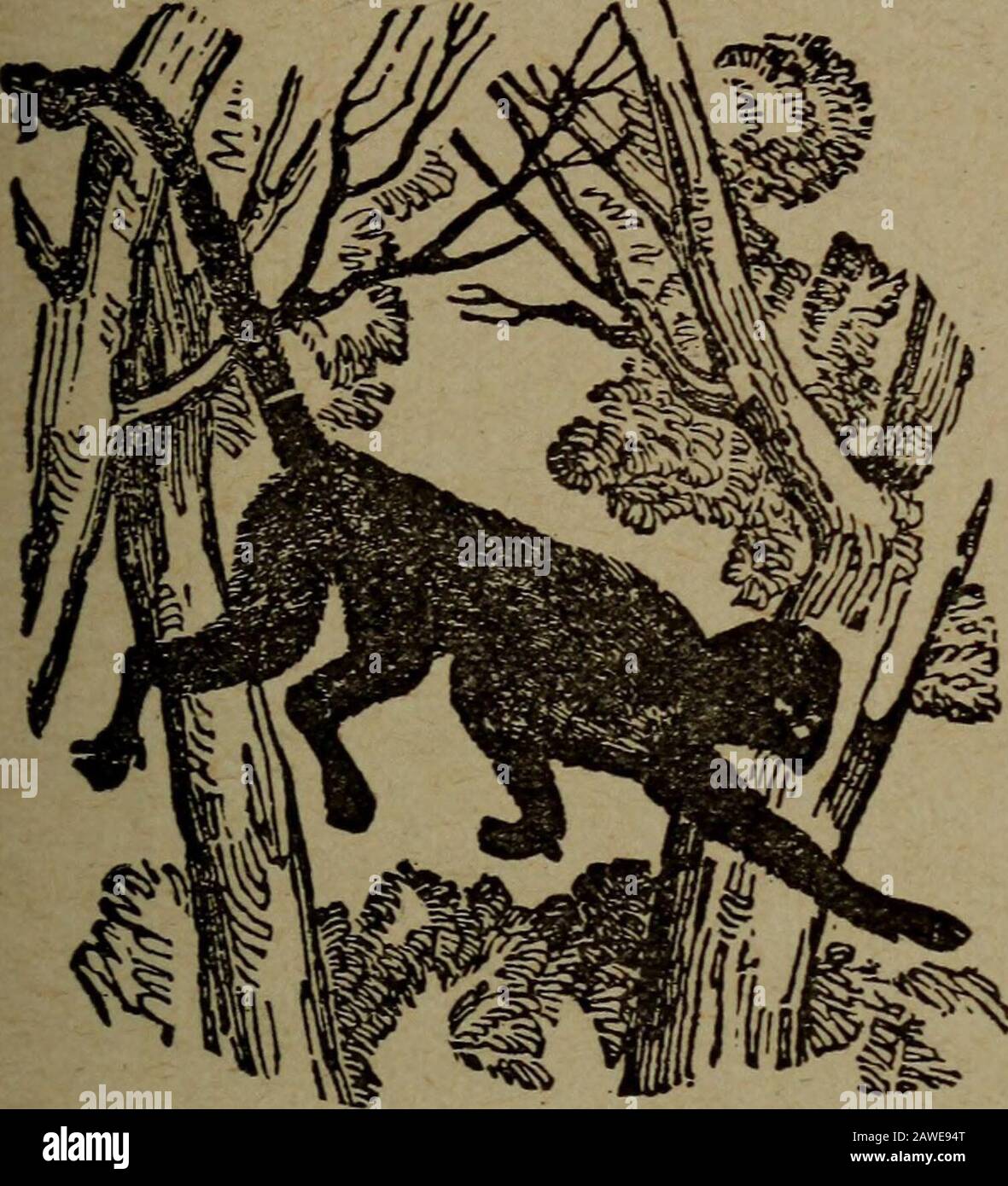 Ample chest hi-res stock photography and images - Alamy