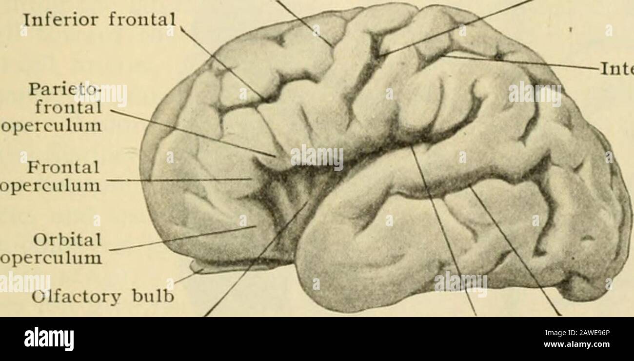 Human anatomy, including structure and development and practical ...