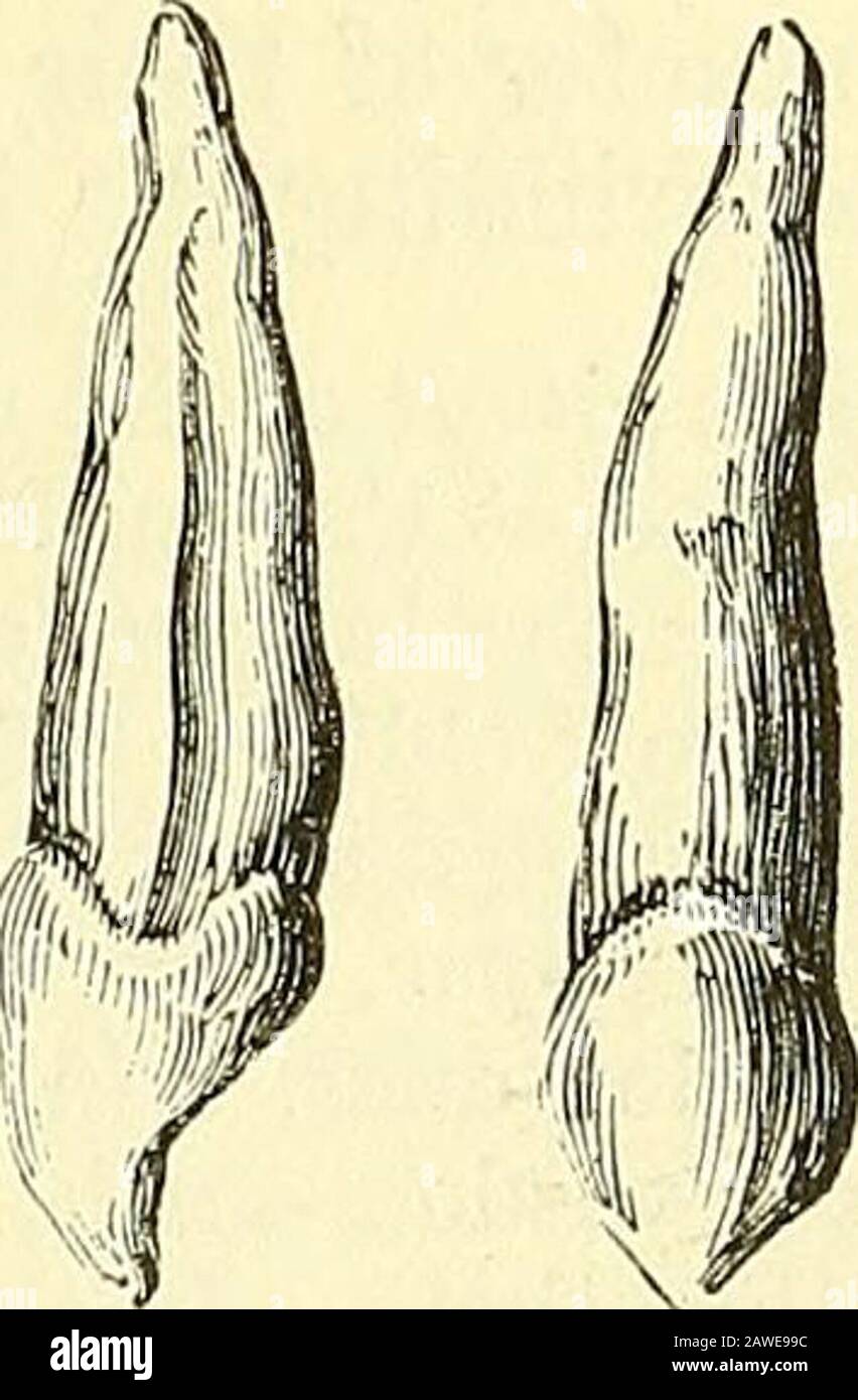 Quain's elements of anatomy . Fig. 468.—Canine tooth of the upper jaw ...