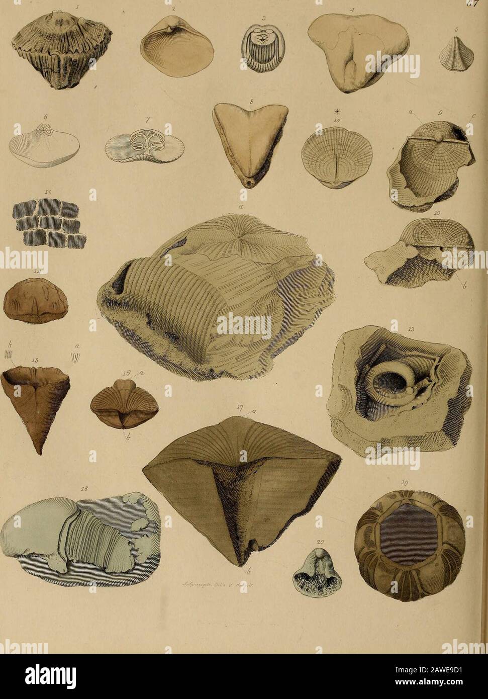 A pictorial atlas of fossil remains, consisting of coloured ...