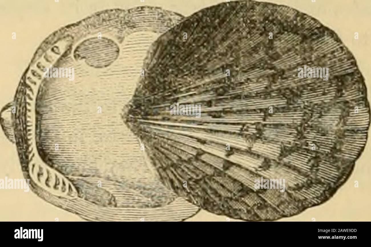 The animal kingdom : arranged after its organization, forming a natural ...