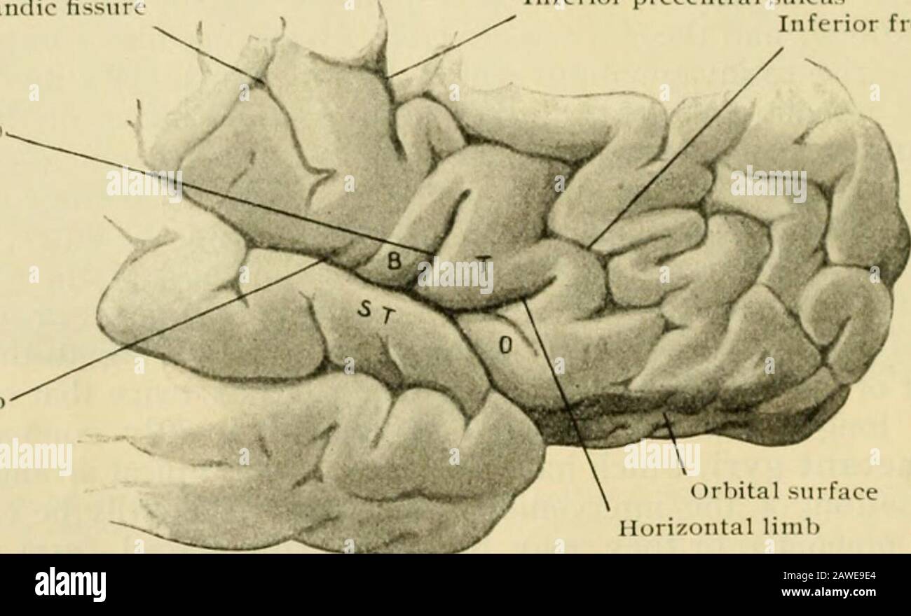 Rhinencephalon hi-res stock photography and images - Alamy