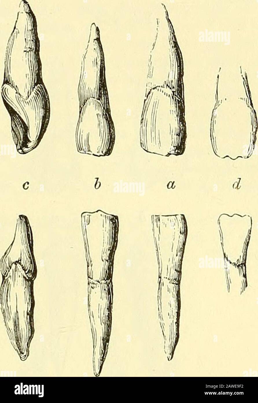 Quain's elements of anatomy . a, front view of the upper and ...