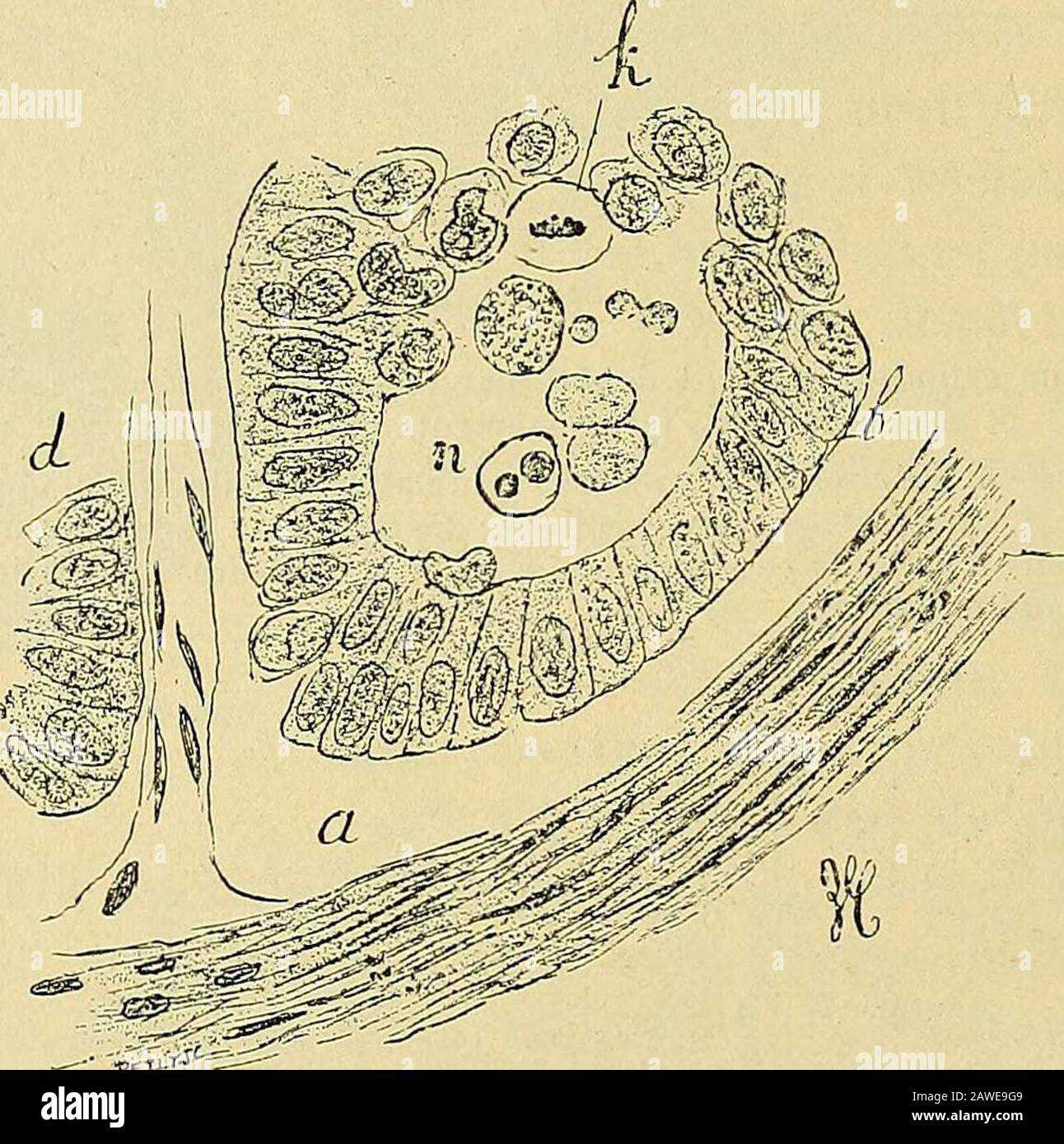 Traité de gynécologie clinique et opératoire . mu-queuses ou de grandes ...