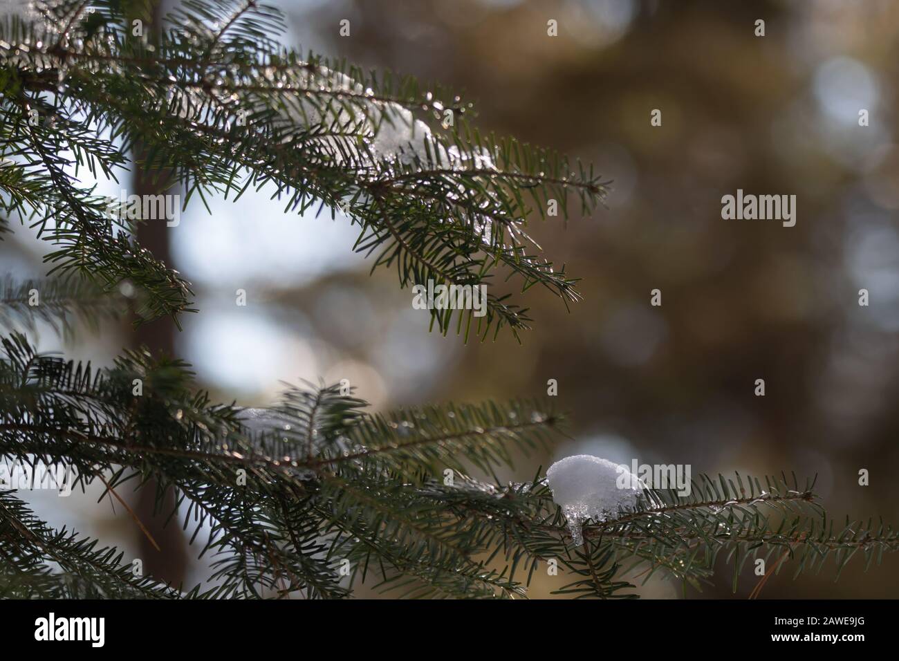 Evergreen boughs with clumps of fresh snow and blurred forest ...