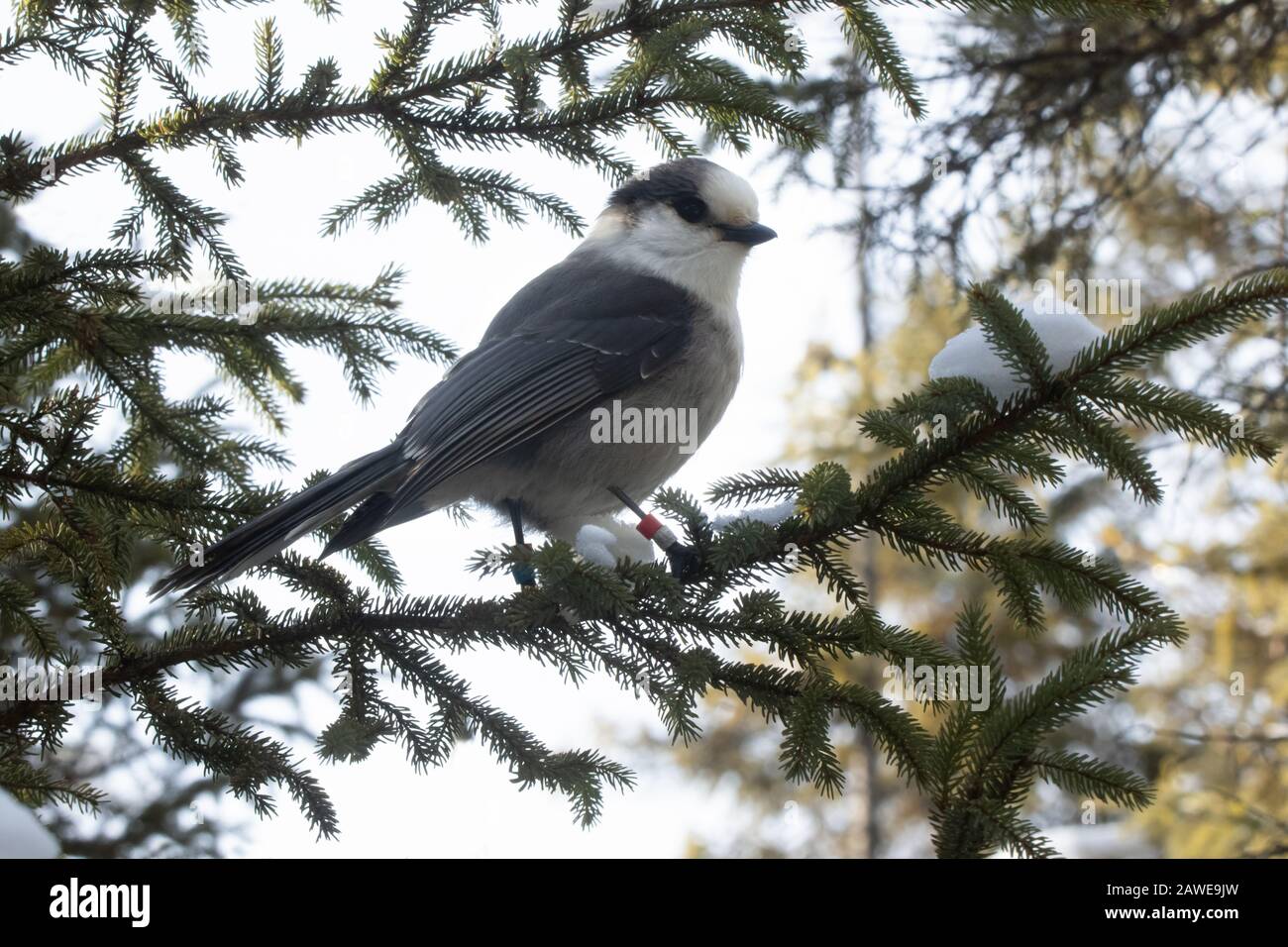 Canada jay perisoreus canadensis hi-res stock photography and images ...