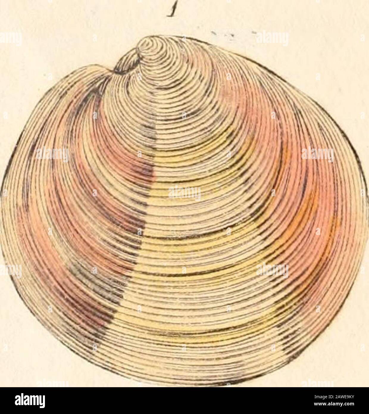 Venus concha hi-res stock photography and images - Alamy