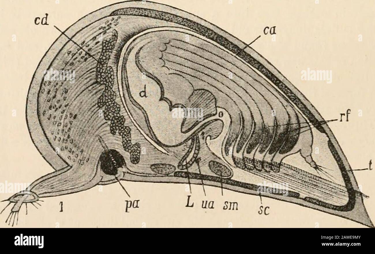Text-book of comparative anatomy . FIG. -200.—Cypris-like larva of ...