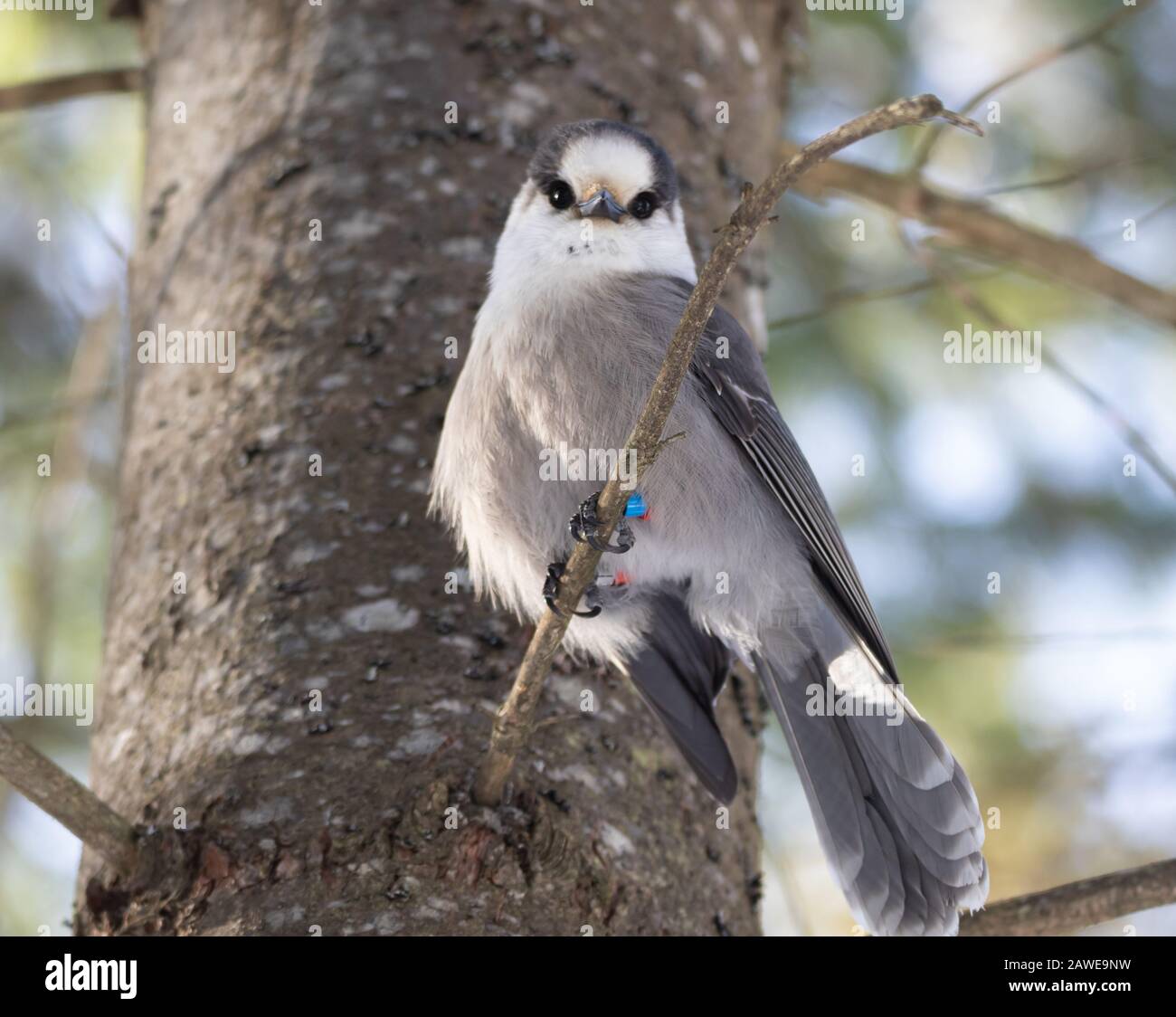Grey jay perisoreus canadensis hi-res stock photography and images - Alamy