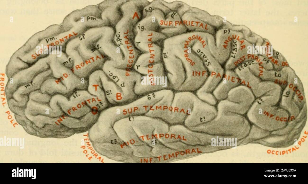 Lateral border hi-res stock photography and images - Alamy