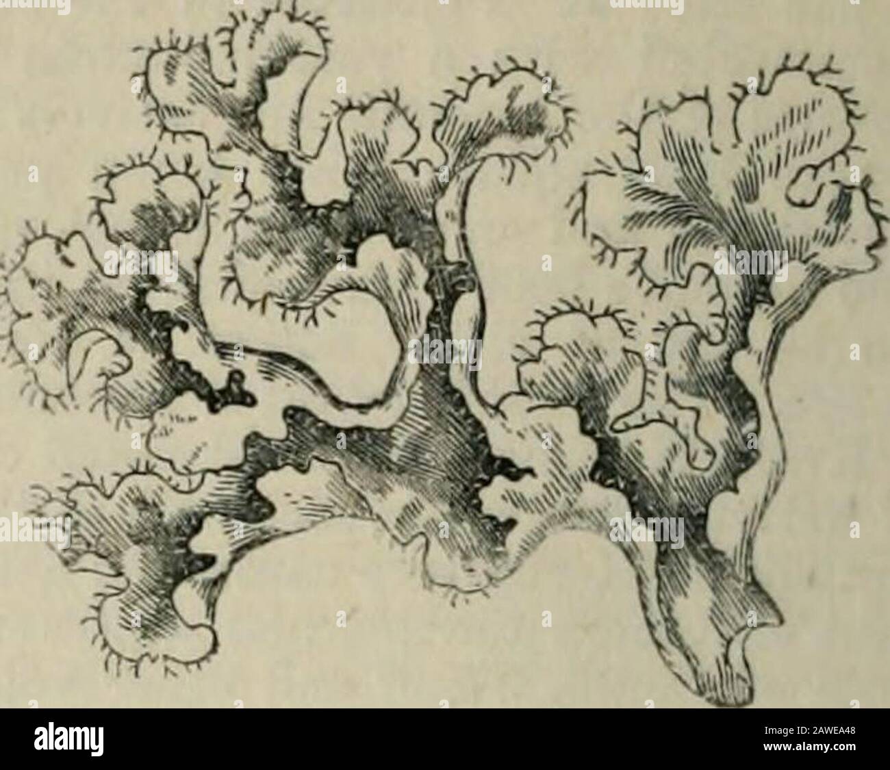 Lichen bread hi-res stock photography and images - Alamy