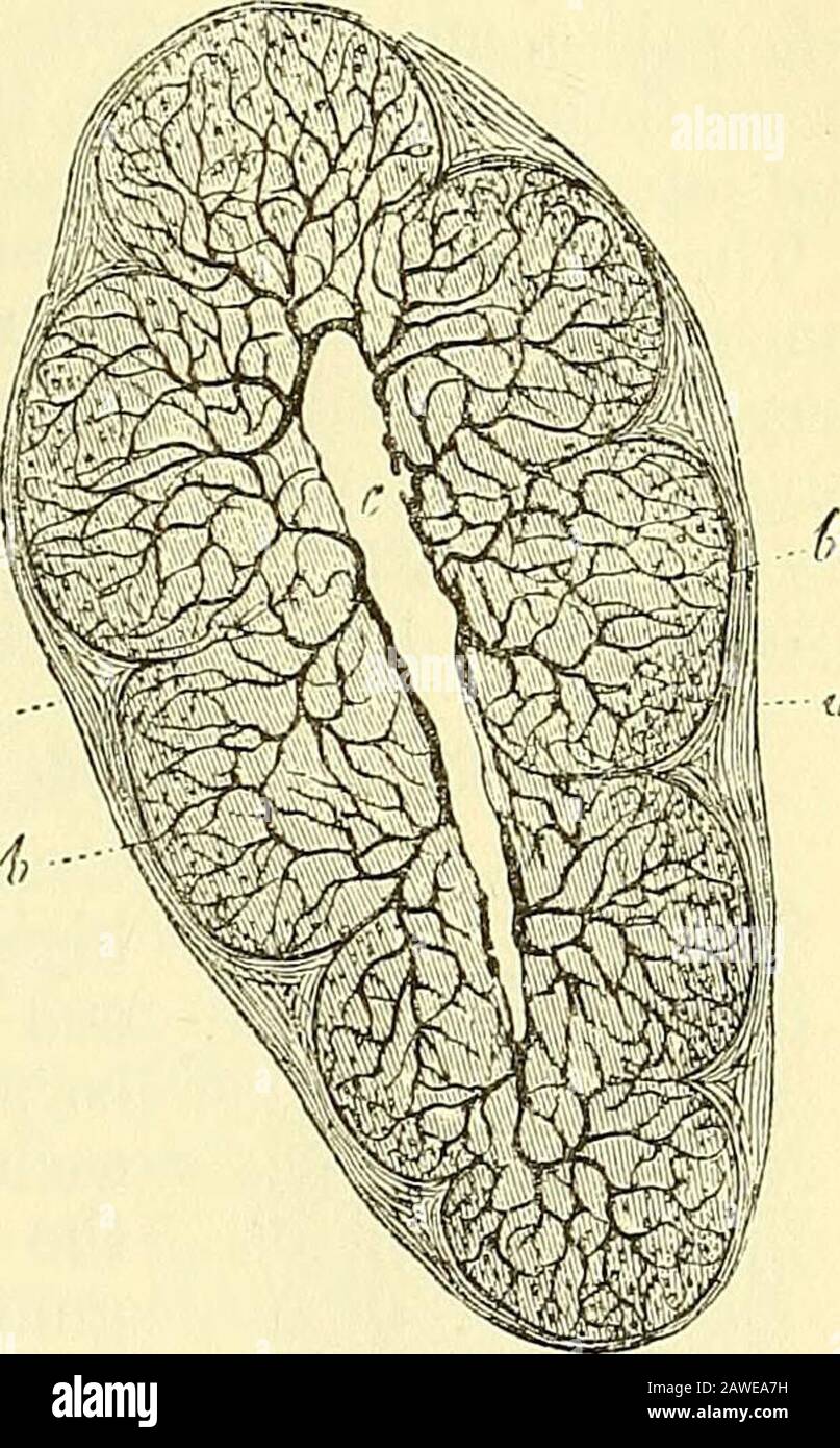 Interlobular hi-res stock photography and images - Alamy