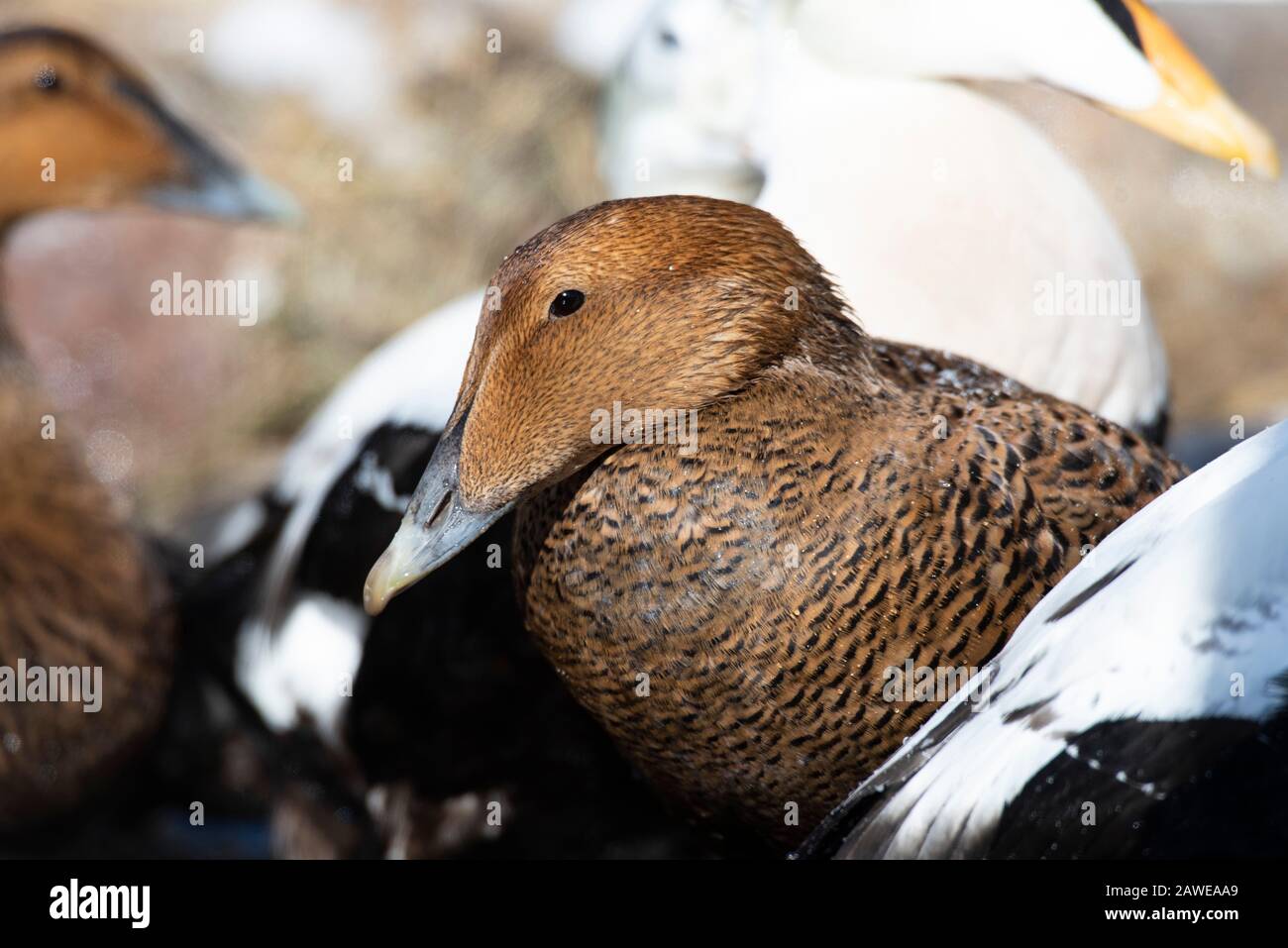 Pacific eiders hi-res stock photography and images - Alamy