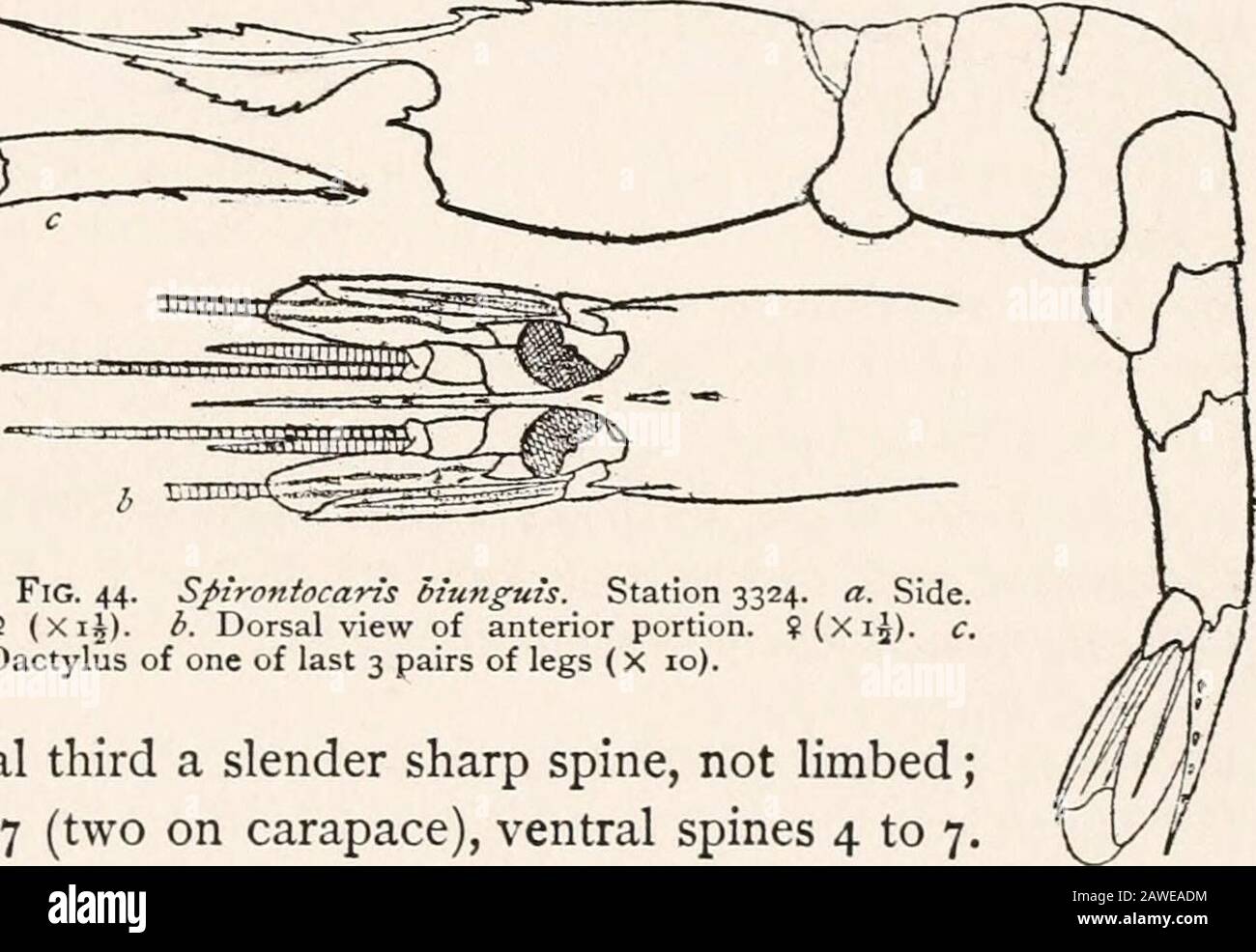 Harriman Alaska series . one of last 3 pairs of legs (X 10). a little ...