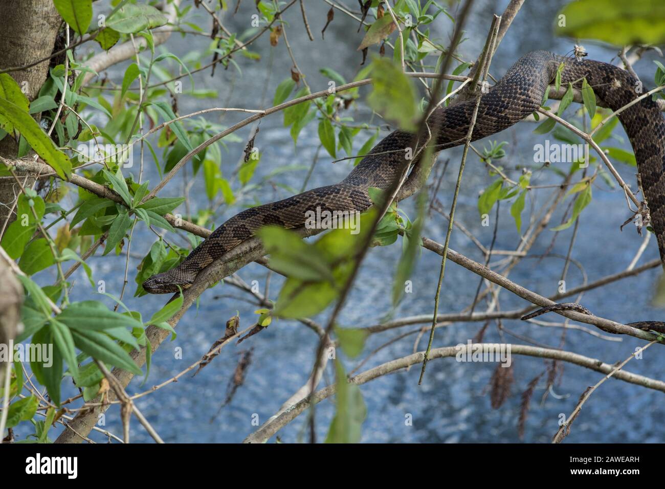 Florida banded water snake, Nerodia Fasciata in natural habitat Stock ...