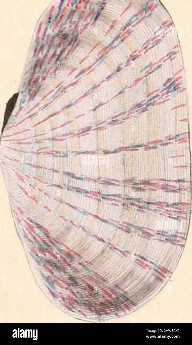 The natural history of British shells, including figures and ...