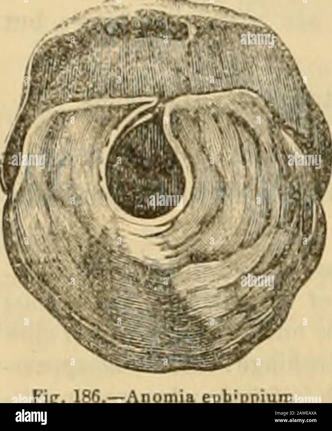Oysters anatomy hi-res stock photography and images - Alamy