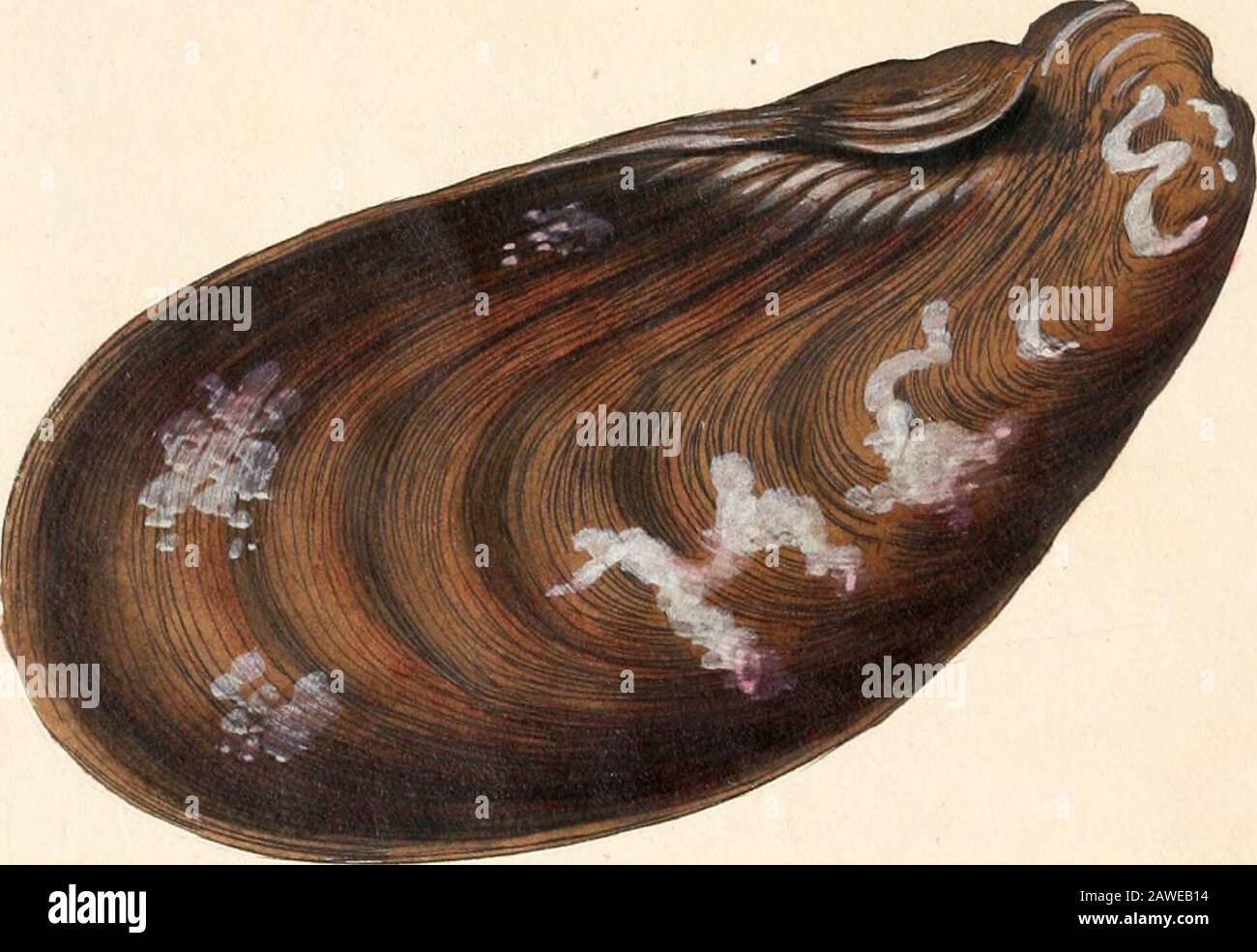 Mytilus sp hi-res stock photography and images - Alamy