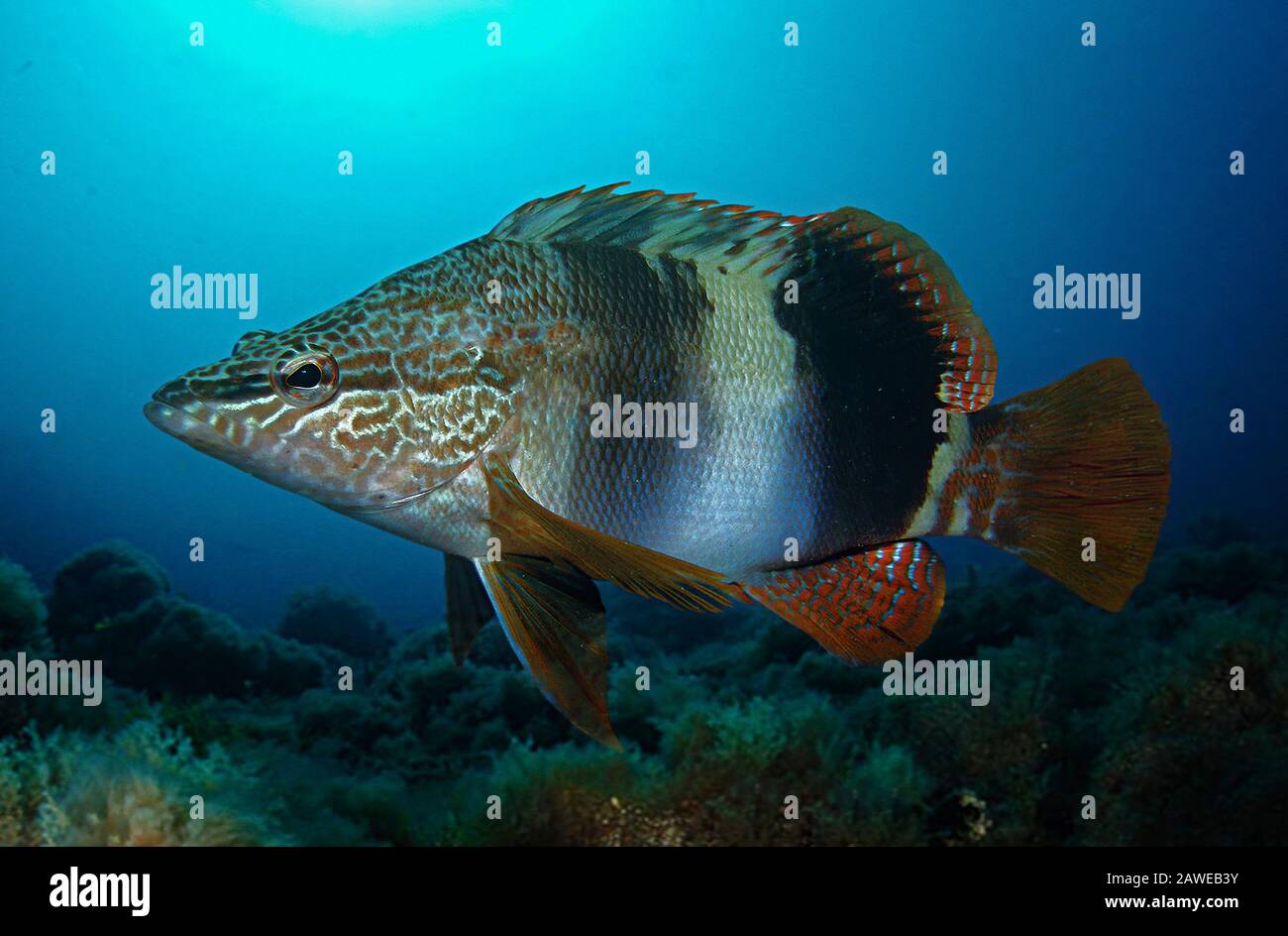 Comber Fish High Resolution Stock Photography and Images - Alamy