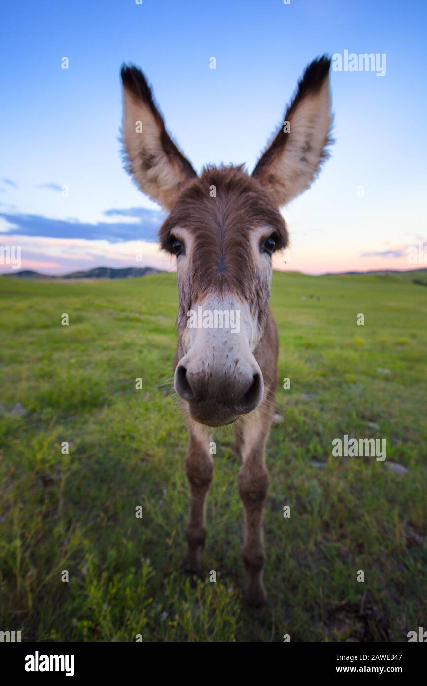Closeup donkey hi-res stock photography and images - Alamy