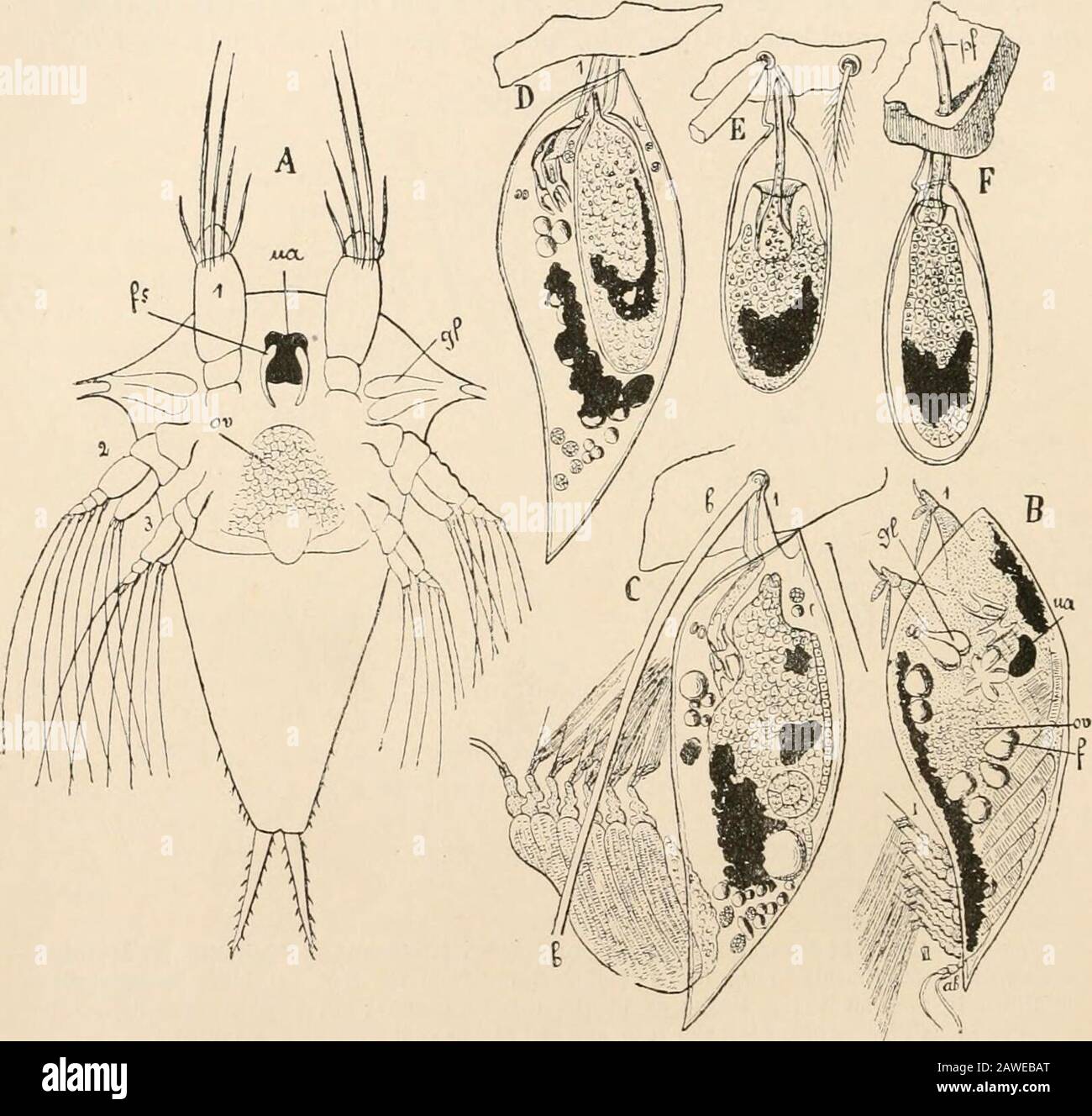 Text-book of comparative anatomy . rmof the adult animal are the ...