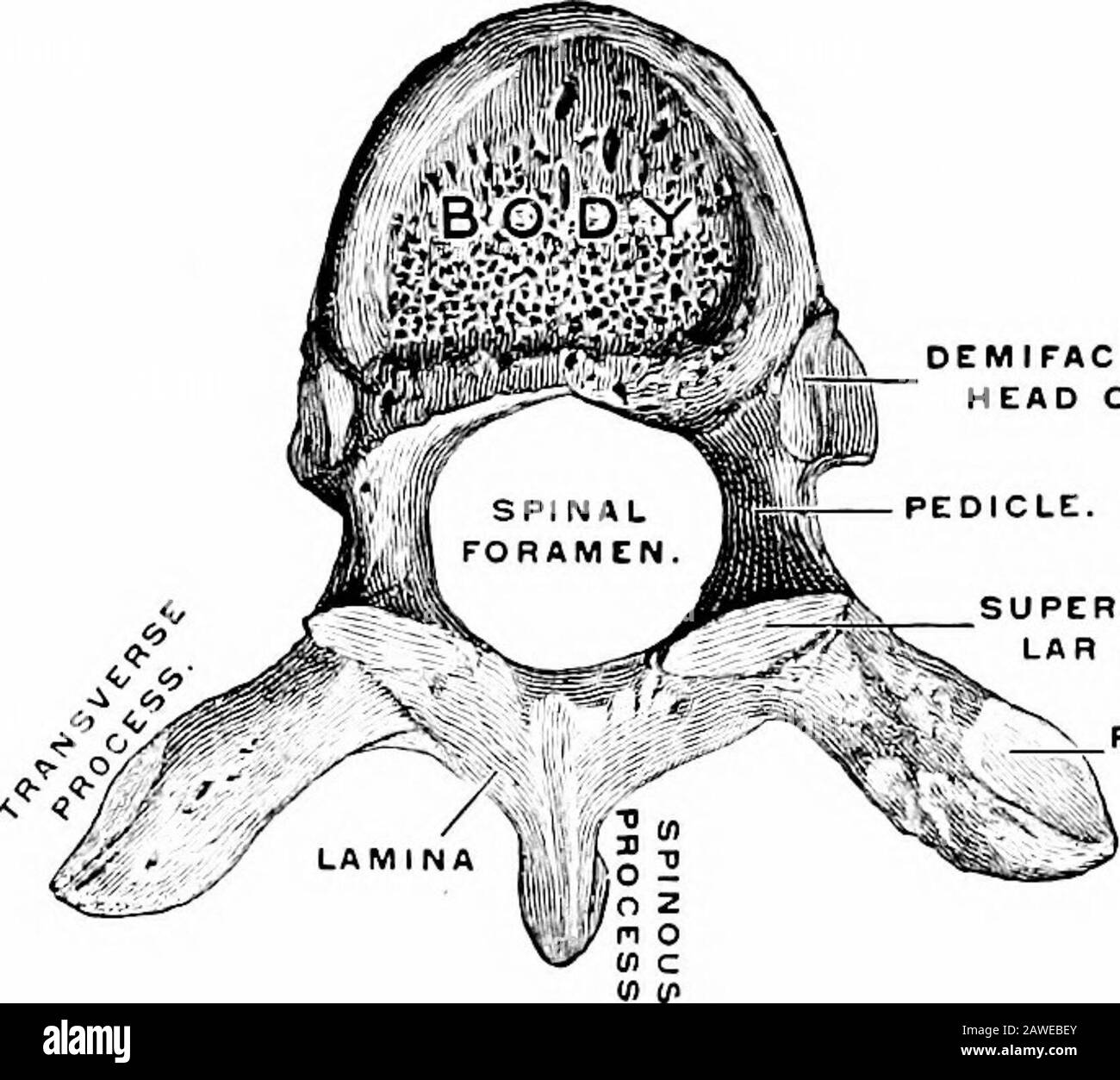 Spinous process Black and White Stock Photos & Images - Alamy