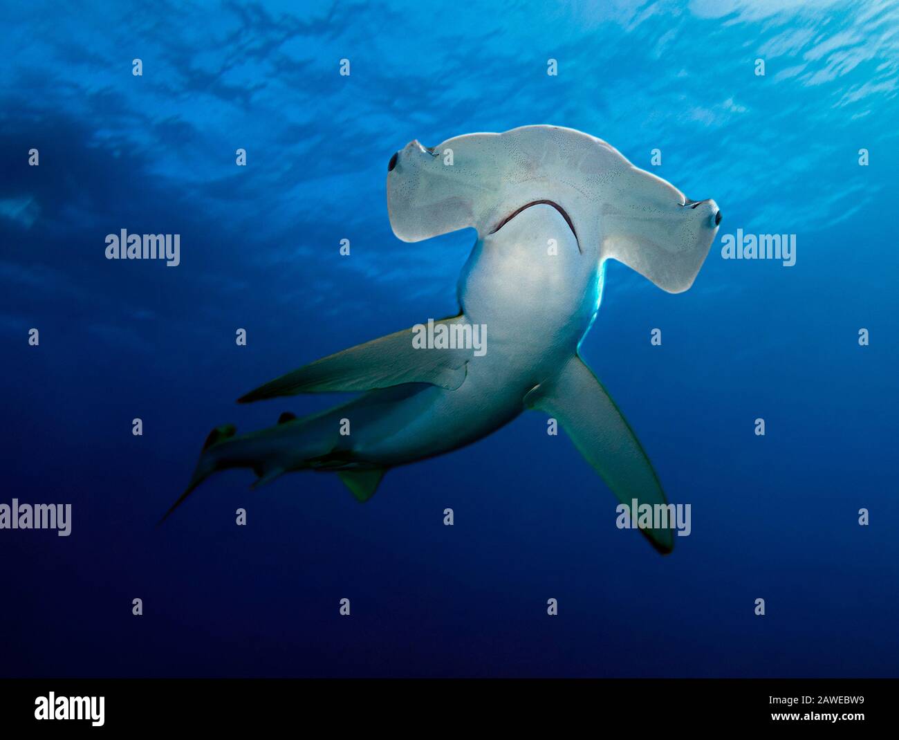 Sphyrna Zygaena High Resolution Stock Photography and Images - Alamy