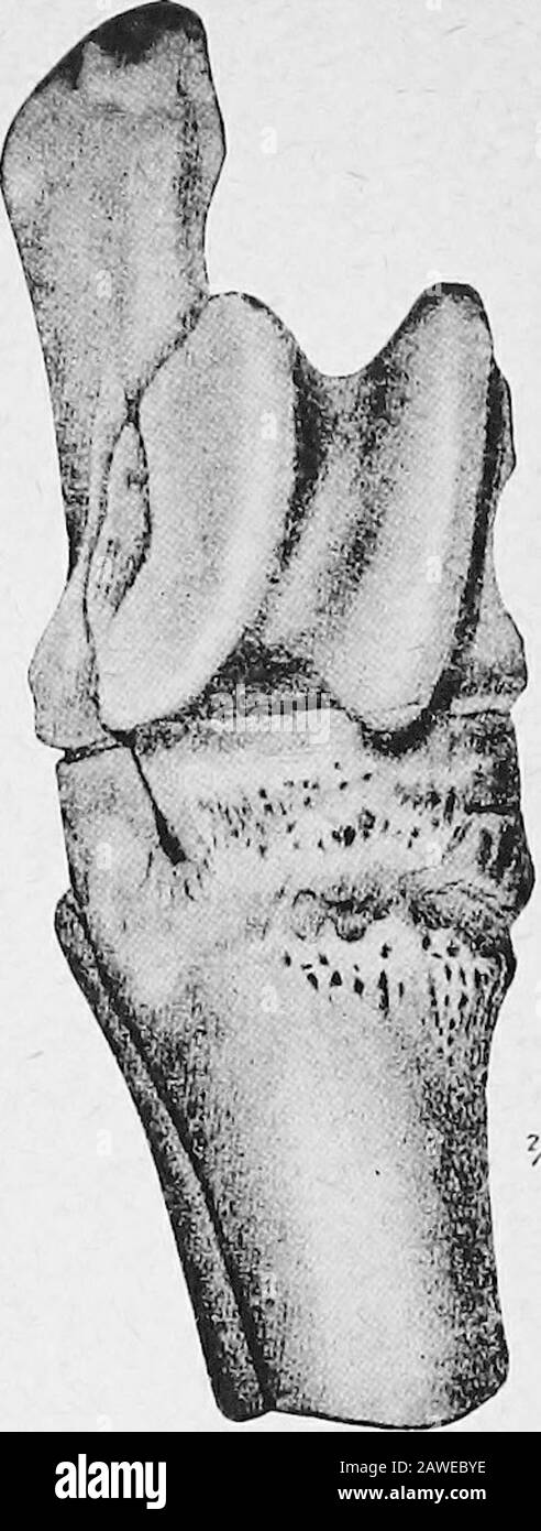 Spavin hi-res stock photography and images - Alamy