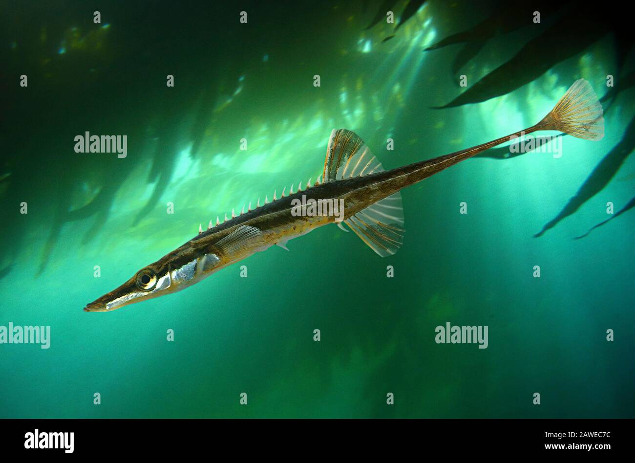 Fifteen Spined High Resolution Stock Photography and Images - Alamy