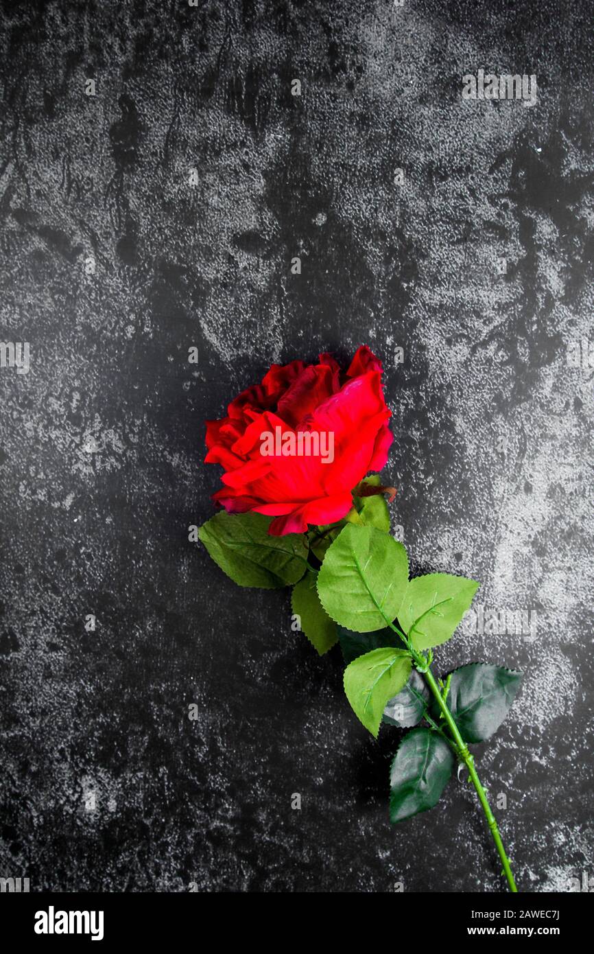 Big red rose on a grunge grey background Stock Photo - Alamy