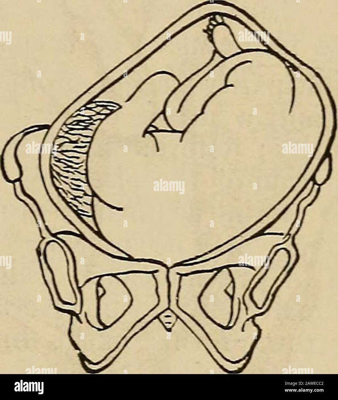 Positions in uterus hi-res stock photography and images - Alamy