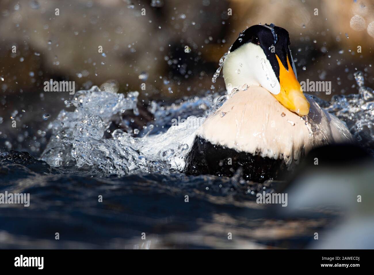 Pacific eiders hi-res stock photography and images - Alamy