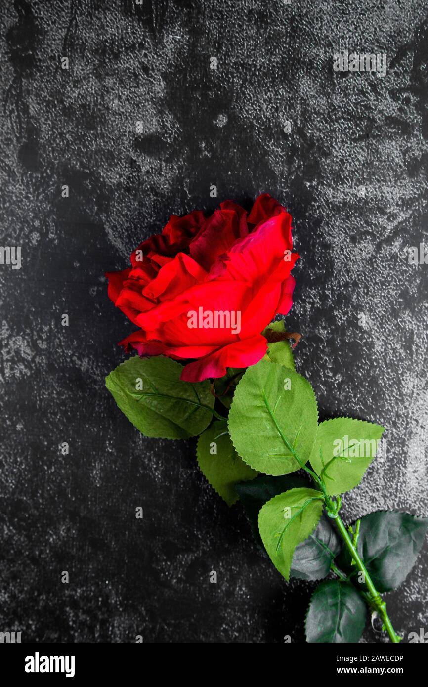 Big red rose on a grunge grey background Stock Photo - Alamy