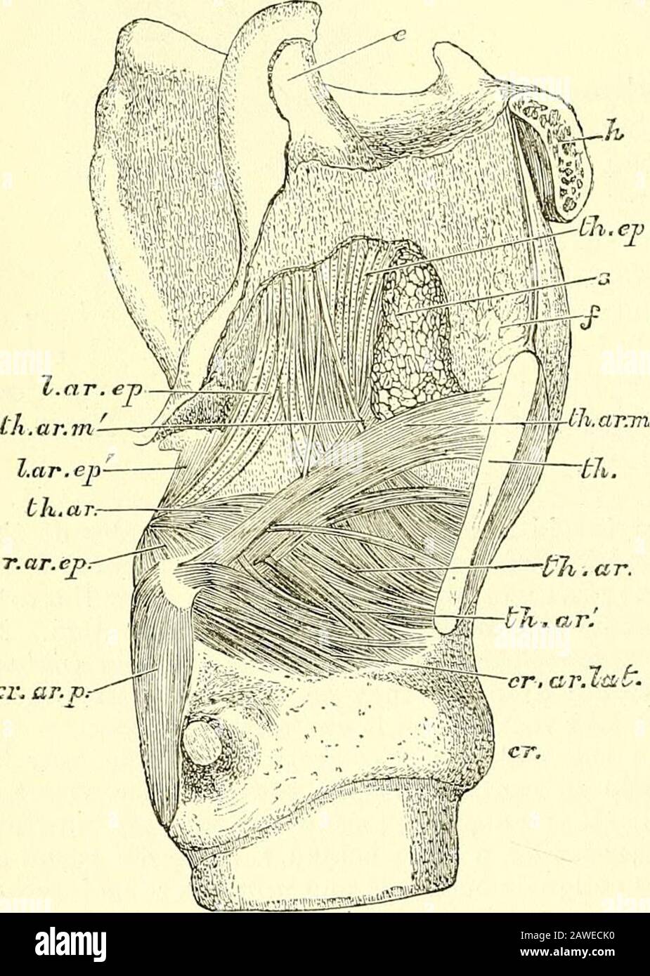 False vocal cord hi-res stock photography and images - Alamy