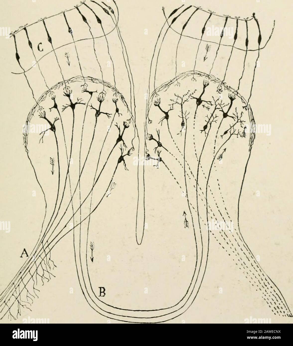 The anatomy of the nervous system, from the standpoint of development ...