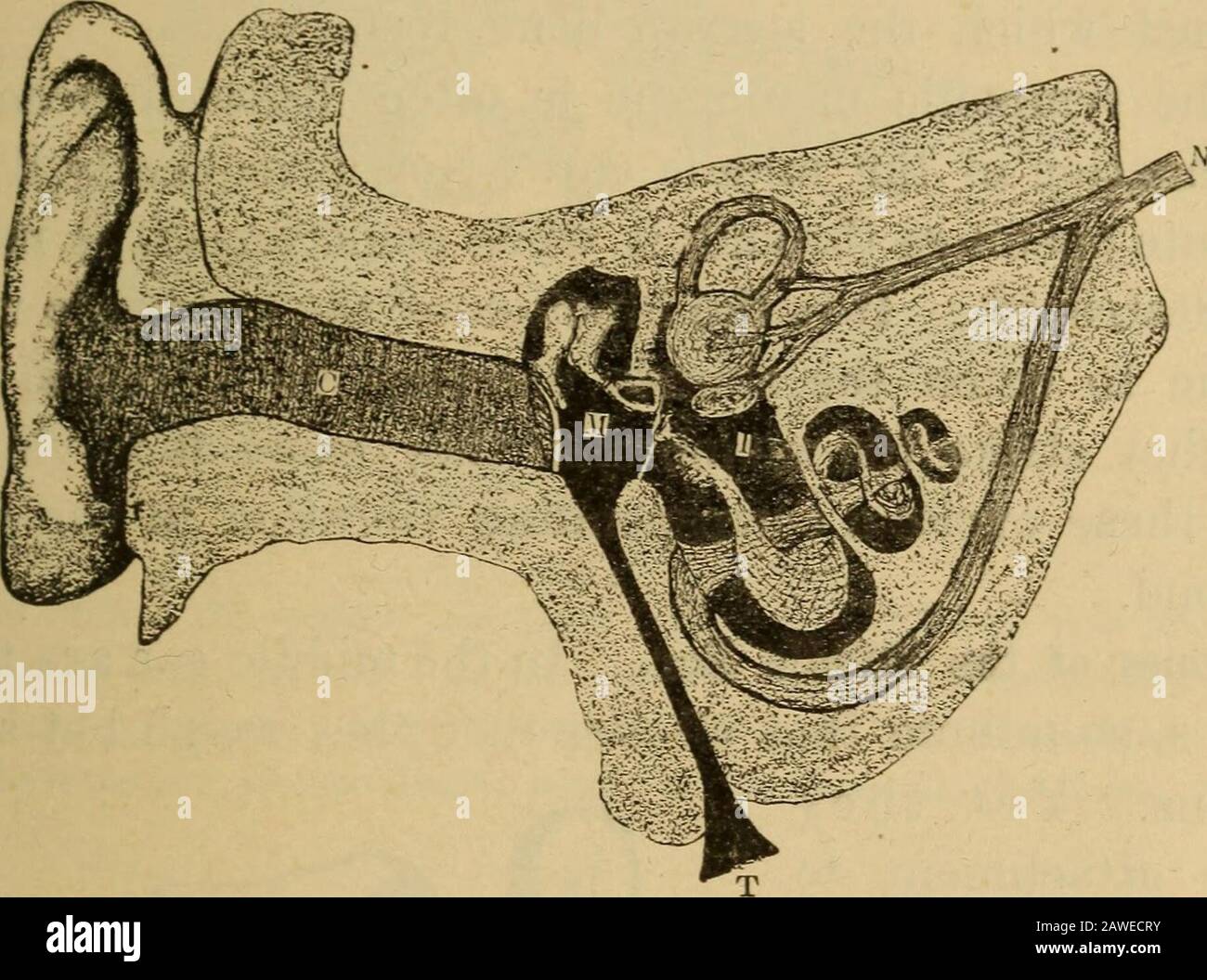 Ear wax anatomy hi-res stock photography and images - Alamy