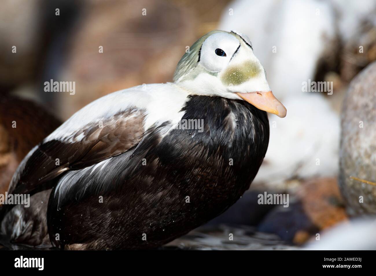Eider ducks spectacled hi-res stock photography and images - Alamy