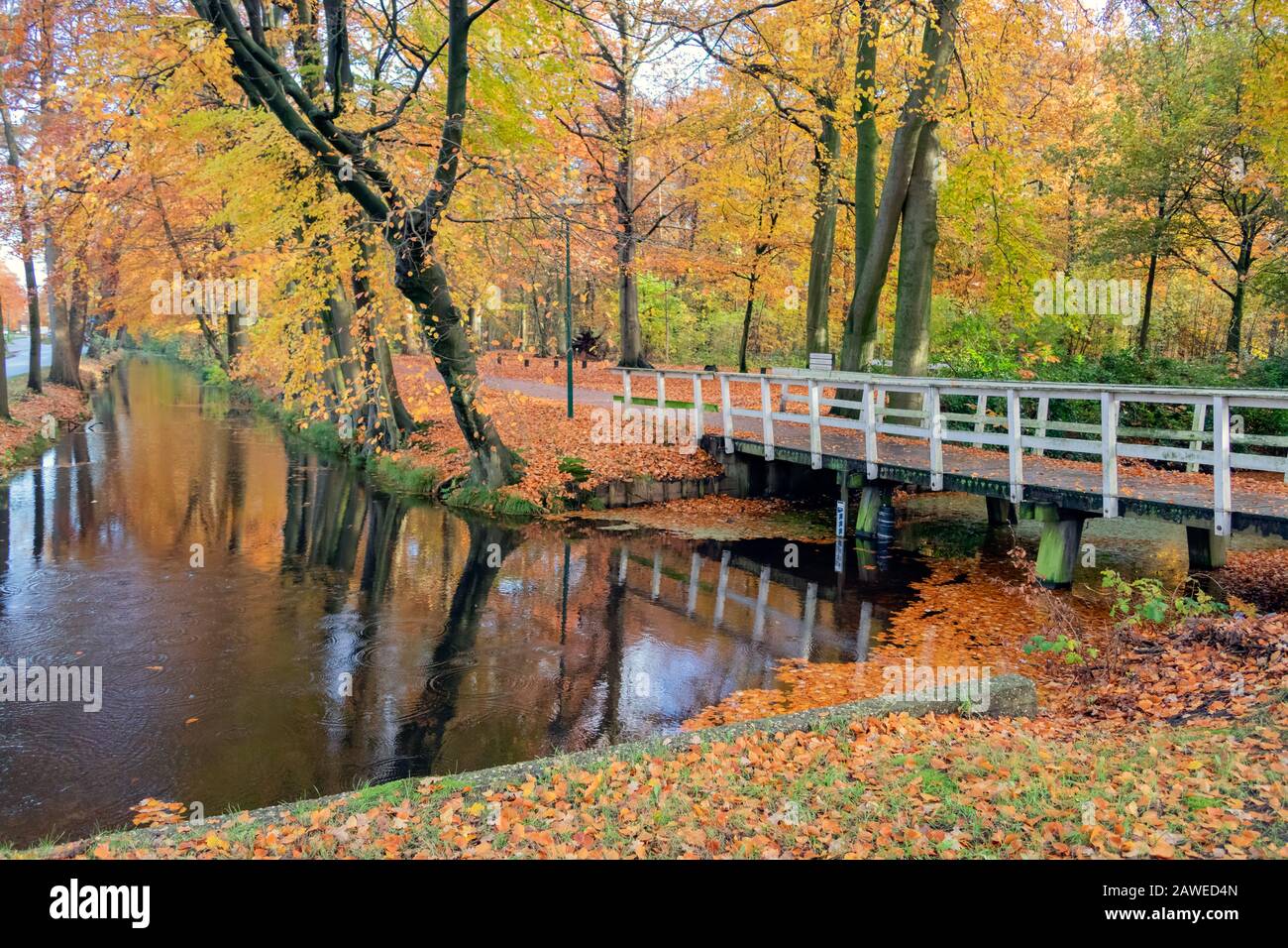 Autumn look in Dutch forest with wooden bridge and ditch Stock Photo ...